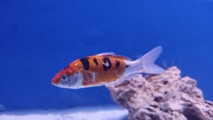 15 Beautiful Guppy Varieties to Brighten Your Aquarium