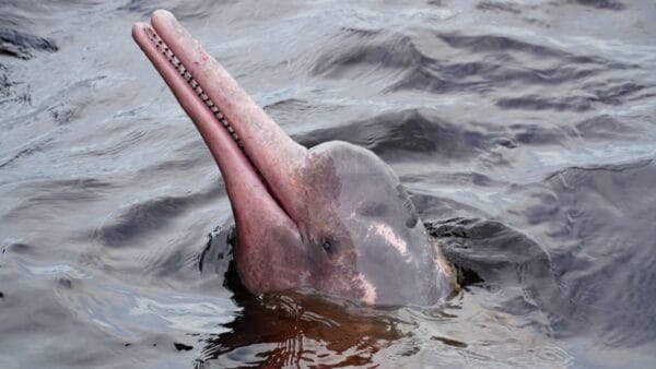 The 15 Weirdest Animals Living in the Rainforest