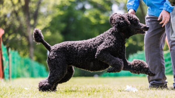 Poodles at War: Untold Stories of History’s Elegant Warriors