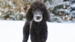 Poodles at War: Untold Stories of History’s Elegant Warriors