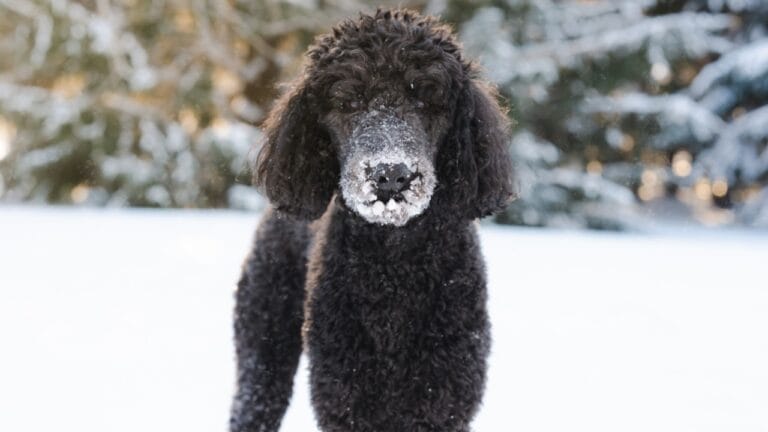 Poodles at War: Untold Stories of History’s Elegant Warriors