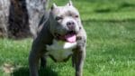 10 Eye-Catching American Bully Colors: From Classic to Rare Hues