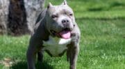 10 Eye-Catching American Bully Colors: From Classic to Rare Hues