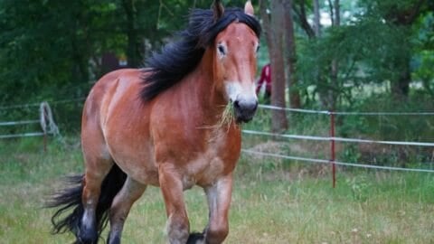 17 Breeds Dominating the Global Equestrian Scene That Makes Germany Proud