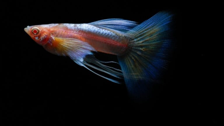15 Beautiful Guppy Varieties to Brighten Your Aquarium
