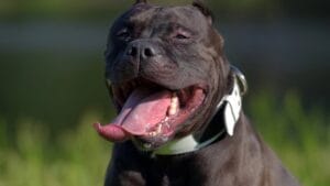 10 Eye-Catching American Bully Colors: From Classic to Rare Hues