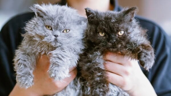 15 Miniature Cat Breeds that Prove Big Attitudes Come in Small Packages