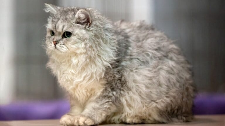 15 Miniature Cat Breeds that Prove Big Attitudes Come in Small Packages