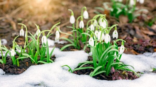 15 Cold-Resistant Winter Flowers for a Beautiful Garden Year-Round