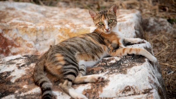 15 of the World's Rarest & Most Exotic Cat Breeds