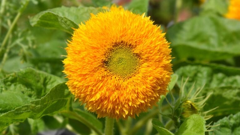 10 Sunflower Varieties Perfect for Attracting Birds to Your Garden