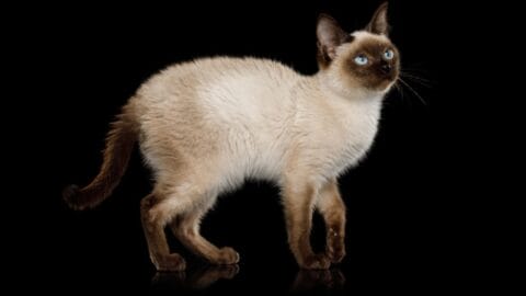 11 Adorable Cat Breeds with Bobbed & Stubby Tails