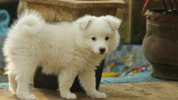 10 Charismatic Italian Dog Breeds That Will Steal Your Heart