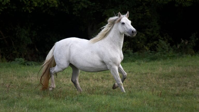 13 White Horse Breeds That Define Beauty & Strength in the Equine World