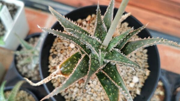 5 Simple Techniques for Growing Aloe Vera with Juicier Leaves