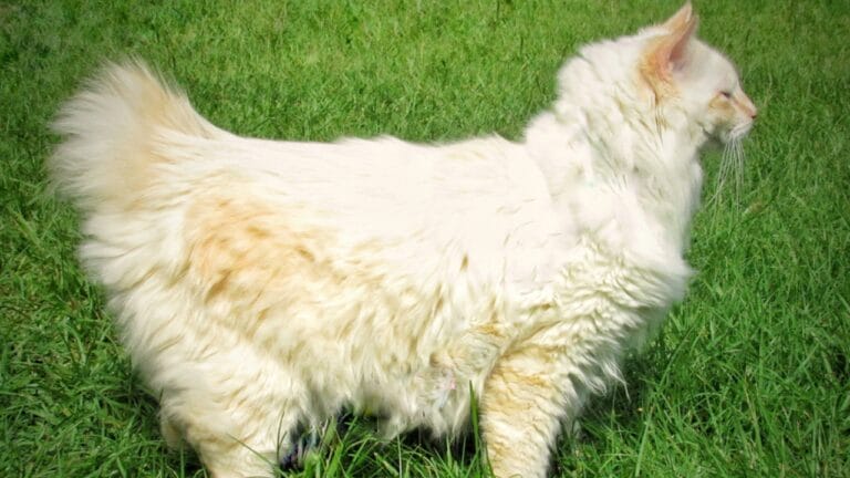 11 Adorable Cat Breeds with Bobbed & Stubby Tails