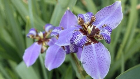 18 Beautiful Native Flowers That Deserve a Spot in Your Garden
