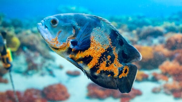 15 Oscar Fish Varieties for the Perfect Aquarium