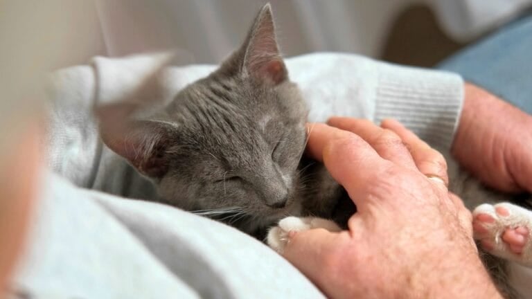 13 Most Affectionate Cat Breeds for Loving Companionship