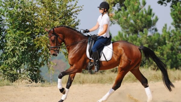 15 Horse Terms to Know Before Grabbing the Reins for the First Time