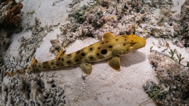 15 Shark Facts That Prove There's More to These Predators Than Meets ...