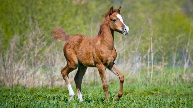 15 Horse Terms to Know Before Grabbing the Reins for the First Time