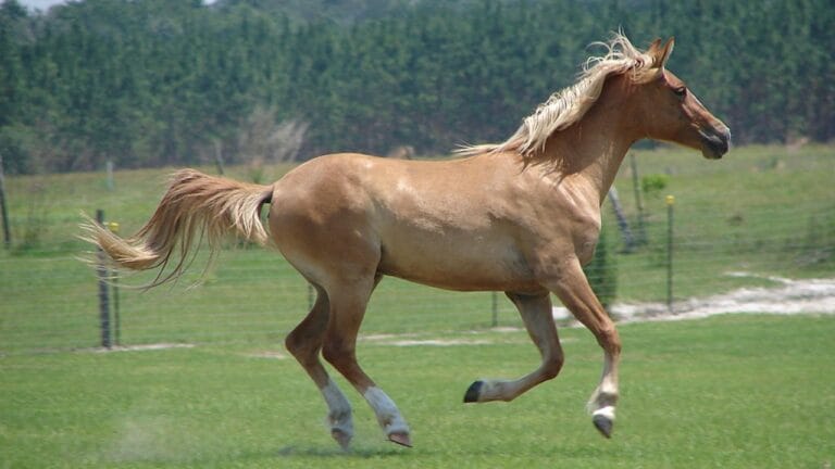 15 of the Rarest Horse Breeds You’ll Ever Encounter