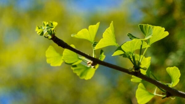 15 Beautiful but Smelly Plants That Could Be Stinking Up Your Yard