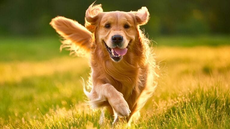 15 Happy-Go-Lucky Dog Breeds That Will Brighten Your Day