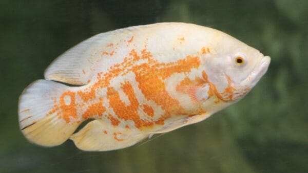 15 Oscar Fish Varieties for the Perfect Aquarium