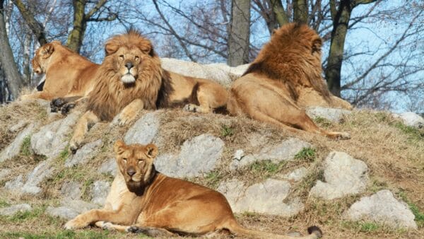 15 Animals That Find Their Happiness in Togetherness