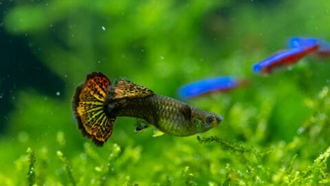 15 Beautiful Guppy Varieties to Brighten Your Aquarium