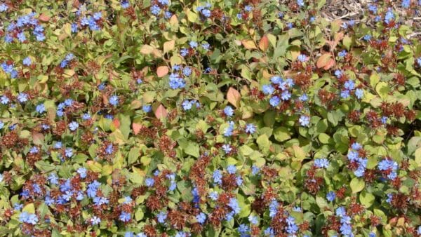 Reclaim Your Garden from Weeds with These 15 Beautiful Flowering Shrubs