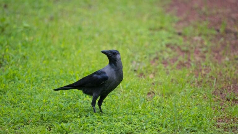 15 Black Bird Species That Prove Beauty Isn’t Limited to Color