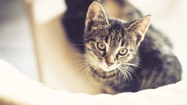18 Tips to Turn Your Playful Kitten into a Well-Behaved Cat