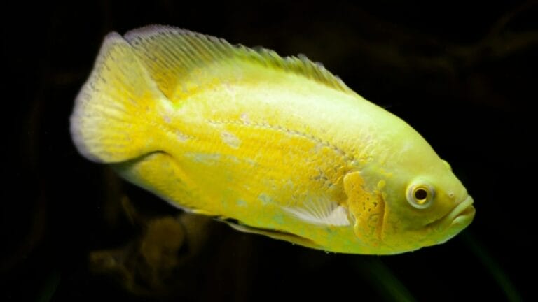 15 Oscar Fish Varieties for the Perfect Aquarium