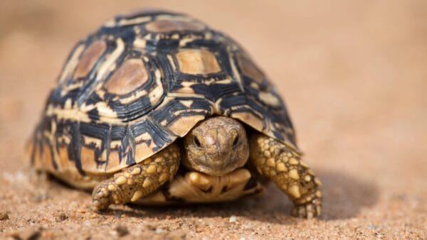 11 Endearing Land Turtles Perfect for a Lifelong Pet—Up to 100 Years