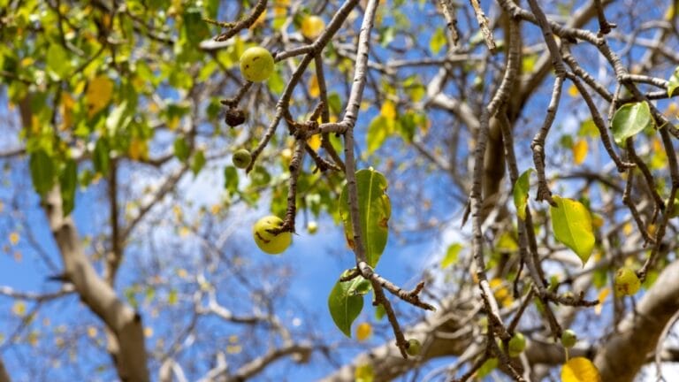 The Little Apple of Death: Meet the World's Most Deadliest Tree
