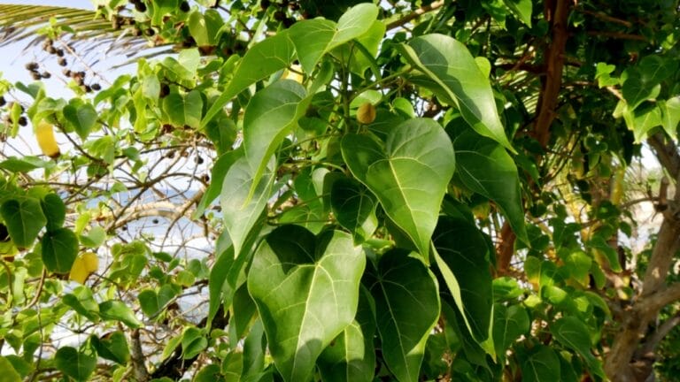 The Little Apple of Death: Meet the World's Most Deadliest Tree