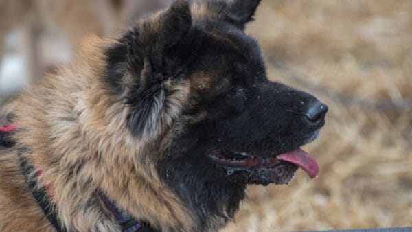 8 Chow Chow Coat Colors & Patterns That Make Them Unforgettable