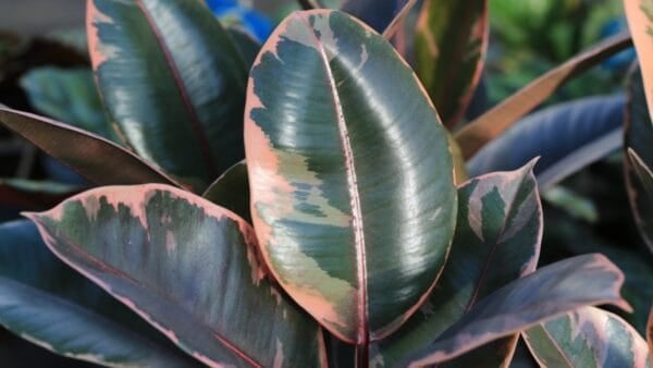 16 Pink-Leaf Outdoor Plants to Add a Rosy Glow to Your Garden