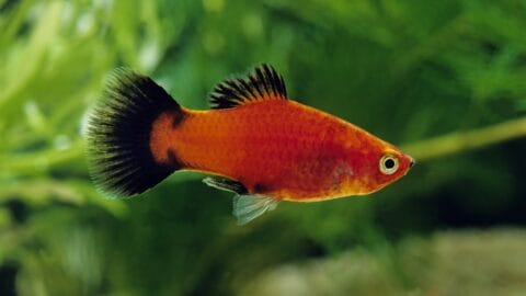 15 Coolest Aquarium Fish to Liven Up Your Tank