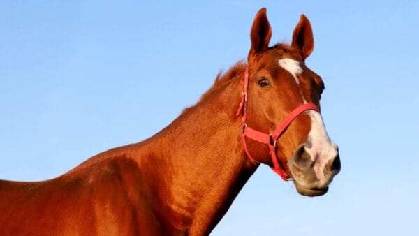 A Closer Look at Horse Colors: From Uncommon Shades to Everyday Favorites