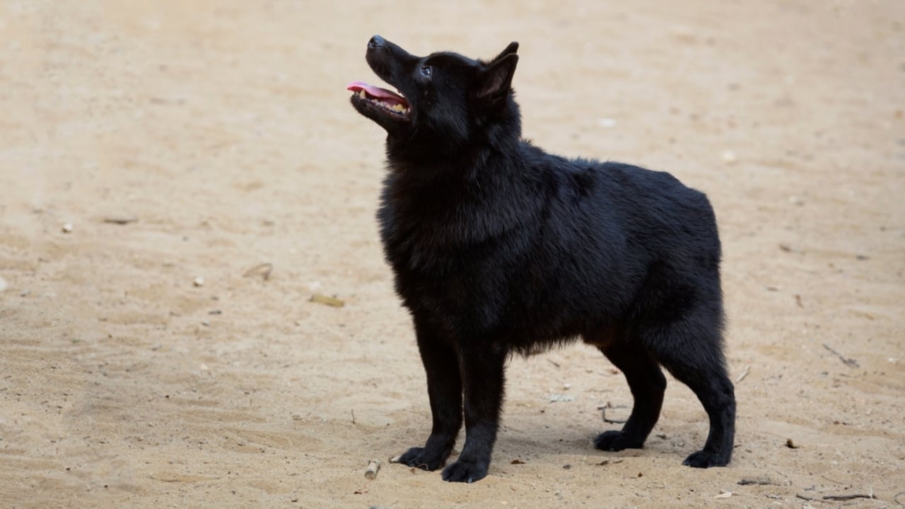 The Tale of the Tail: 8 Facts on the Schipperke’s Unique Look
