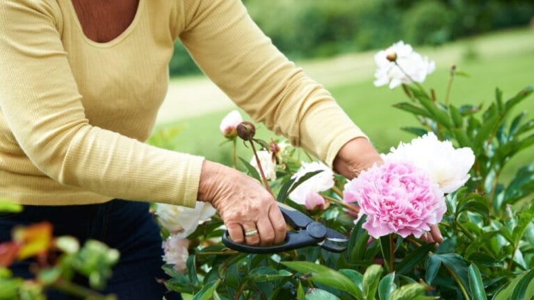 Fall Is the Perfect Time to Move Your Peonies