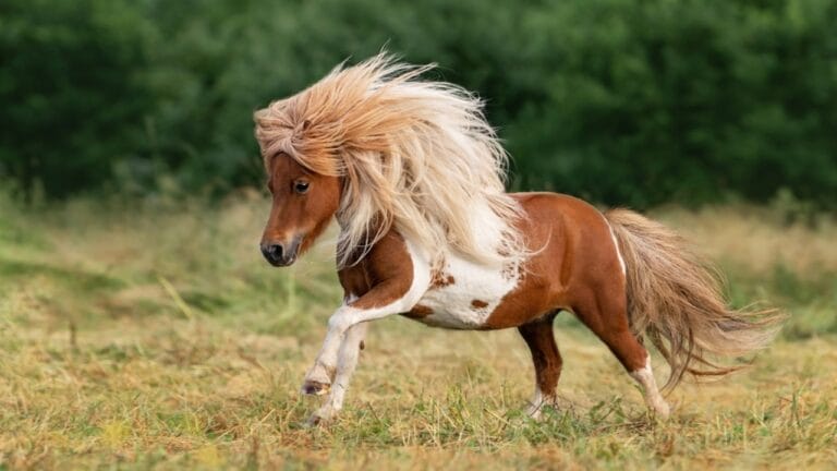 50+ Horse Terms & Slang Every Equestrian Should Know