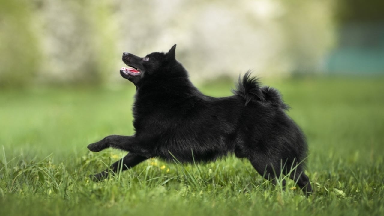 The Tale of the Tail: 8 Facts on the Schipperke’s Unique Look