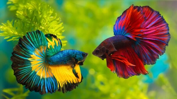 15 Coolest Aquarium Fish to Liven Up Your Tank