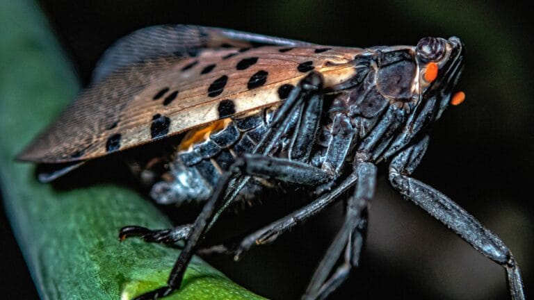 America’s 12 Most Destructive Invasive Species Taking Over Ecosystems