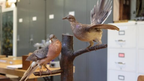 The Passenger Pigeon’s Extinction: 100 Years Later & The Role Humans Played